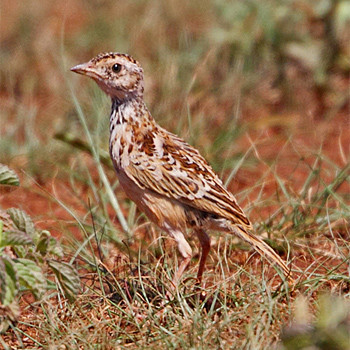 Loopvogels :: Dieren